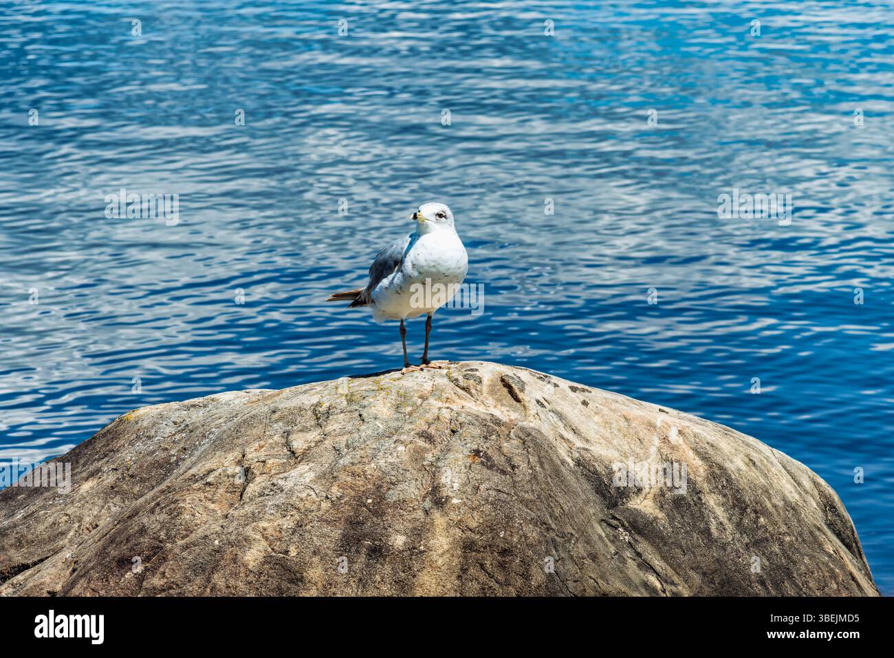 Confederation park wildlife hi-res stock photography and images - Alamy
