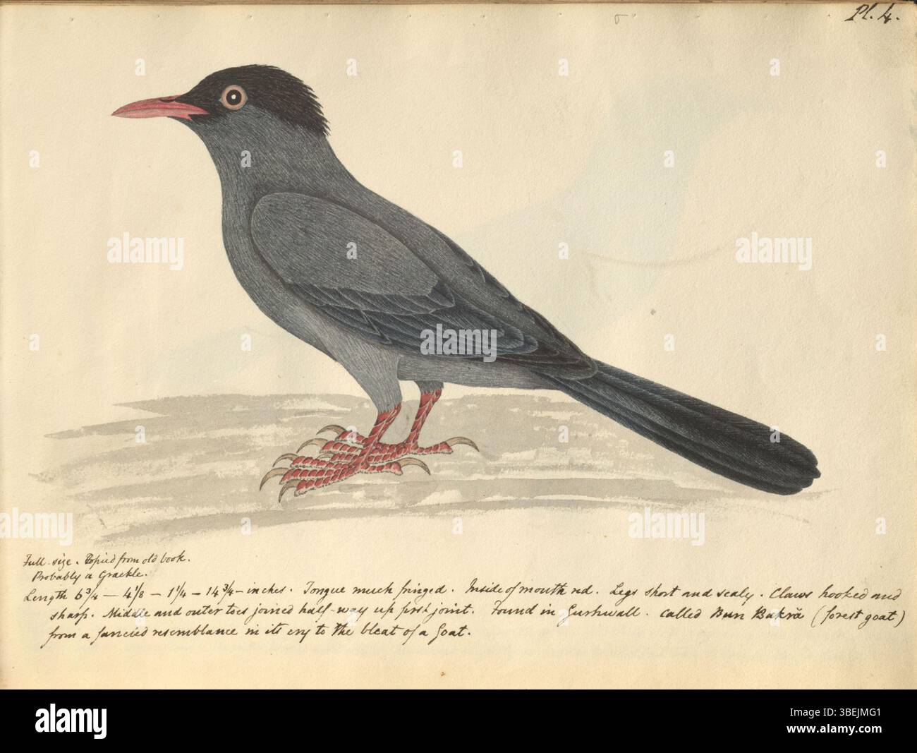 Significance in avian studies hi-res stock photography and images - Alamy