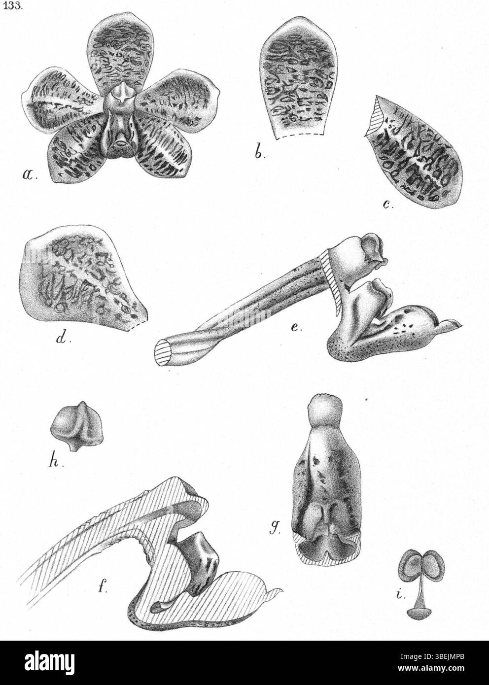 Plate 82 from Nova Guinea 14 by Johannes Jacobus Smith presents ...