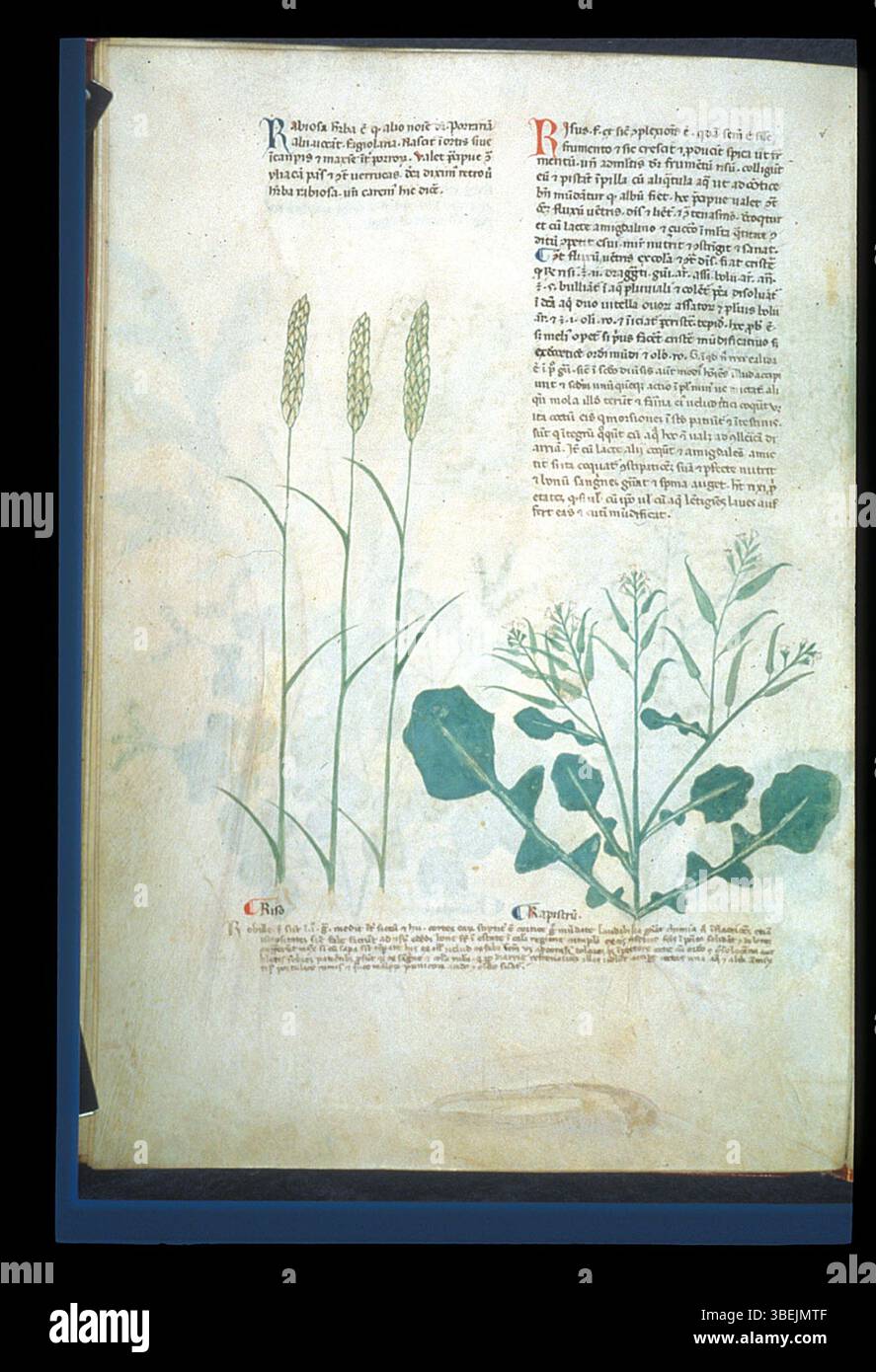 An illuminated manuscript page from the BL Egerton 747, created by ...