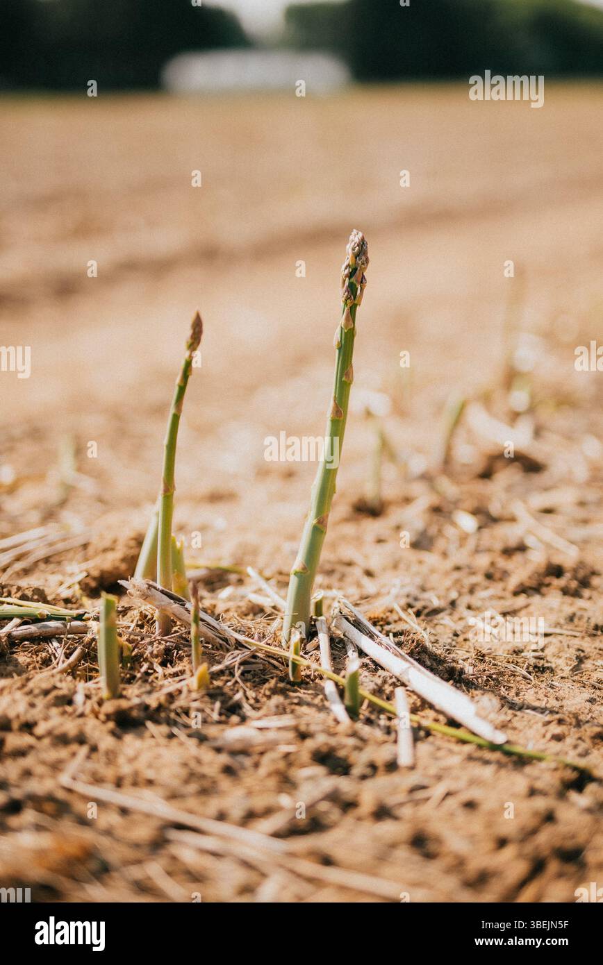 A small asparagus plant is growing in a field. The field is dry and ...