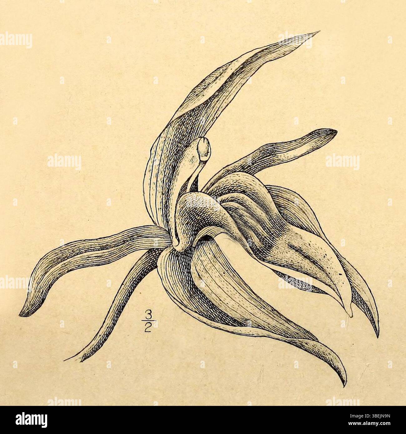 This image, cropped from the 1906 work Icones Bogorienses, shows the ...