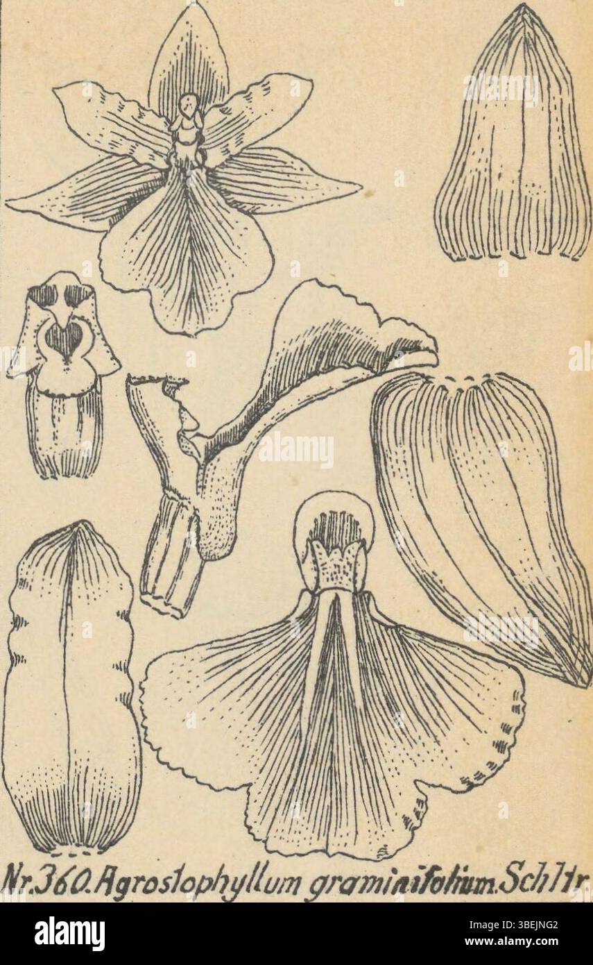 This 1928 botanical illustration by Rudolf Schlechter depicts ...