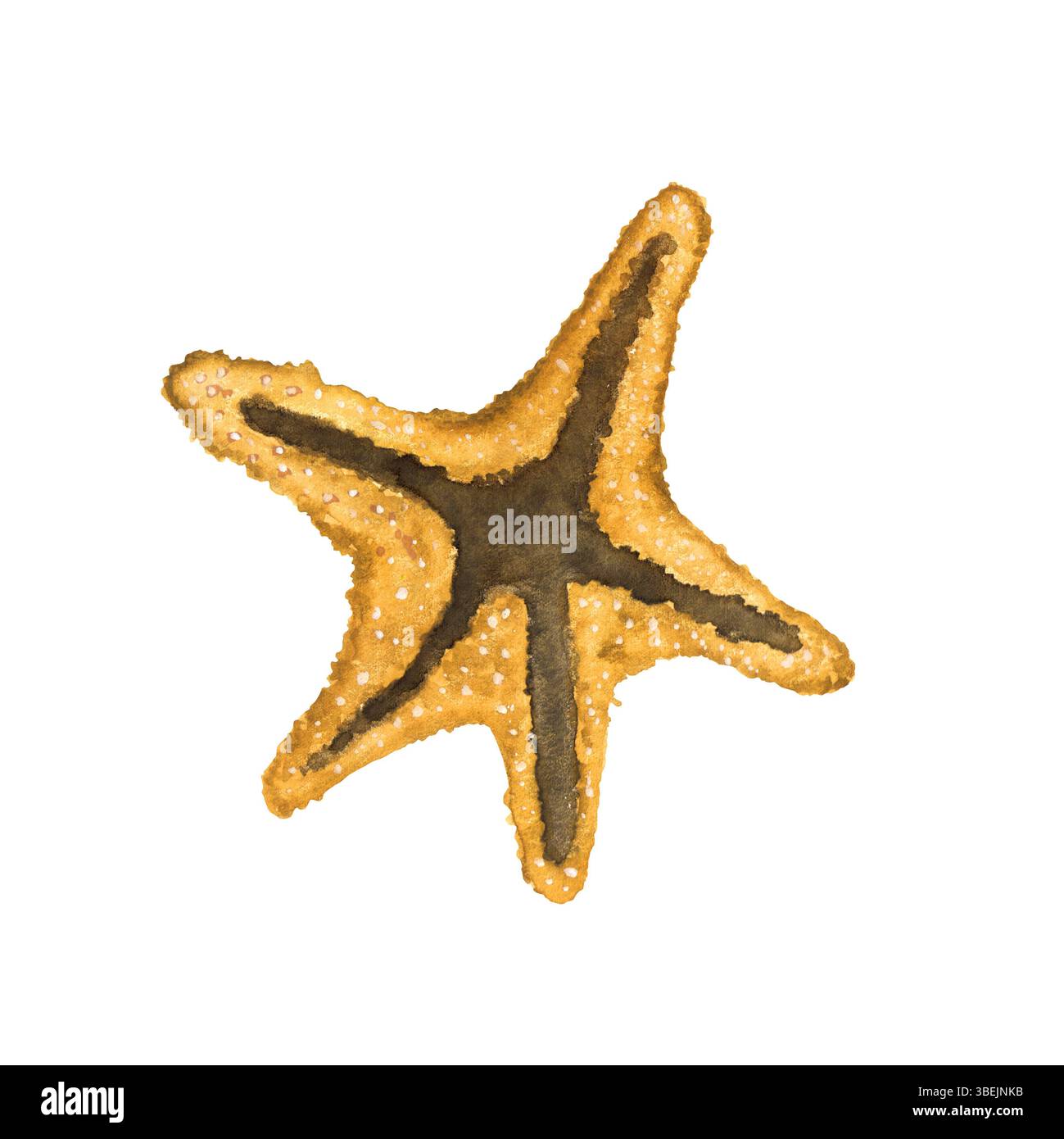 Beige and yellow starfish painted with watercolor. Ocean life isolated ...