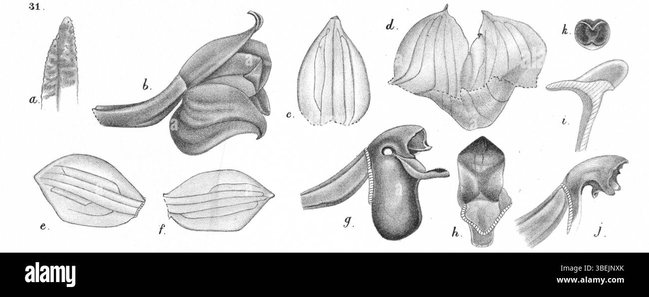 Glomera hubrechtiana, a species described by Johannes Jacobus Smith in ...