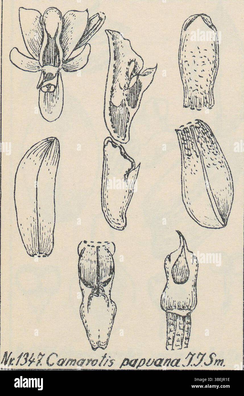 Illustration of Micropera fasciculata (formerly Camarotis papuana), an ...