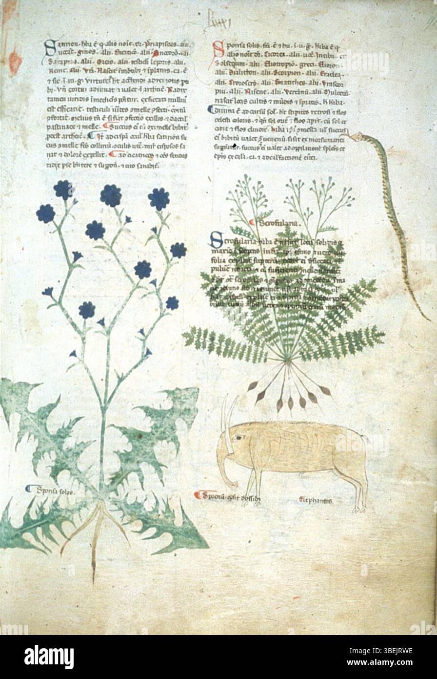 The manuscript page BL Egerton 747, created by Bartholomaeus Mini de ...