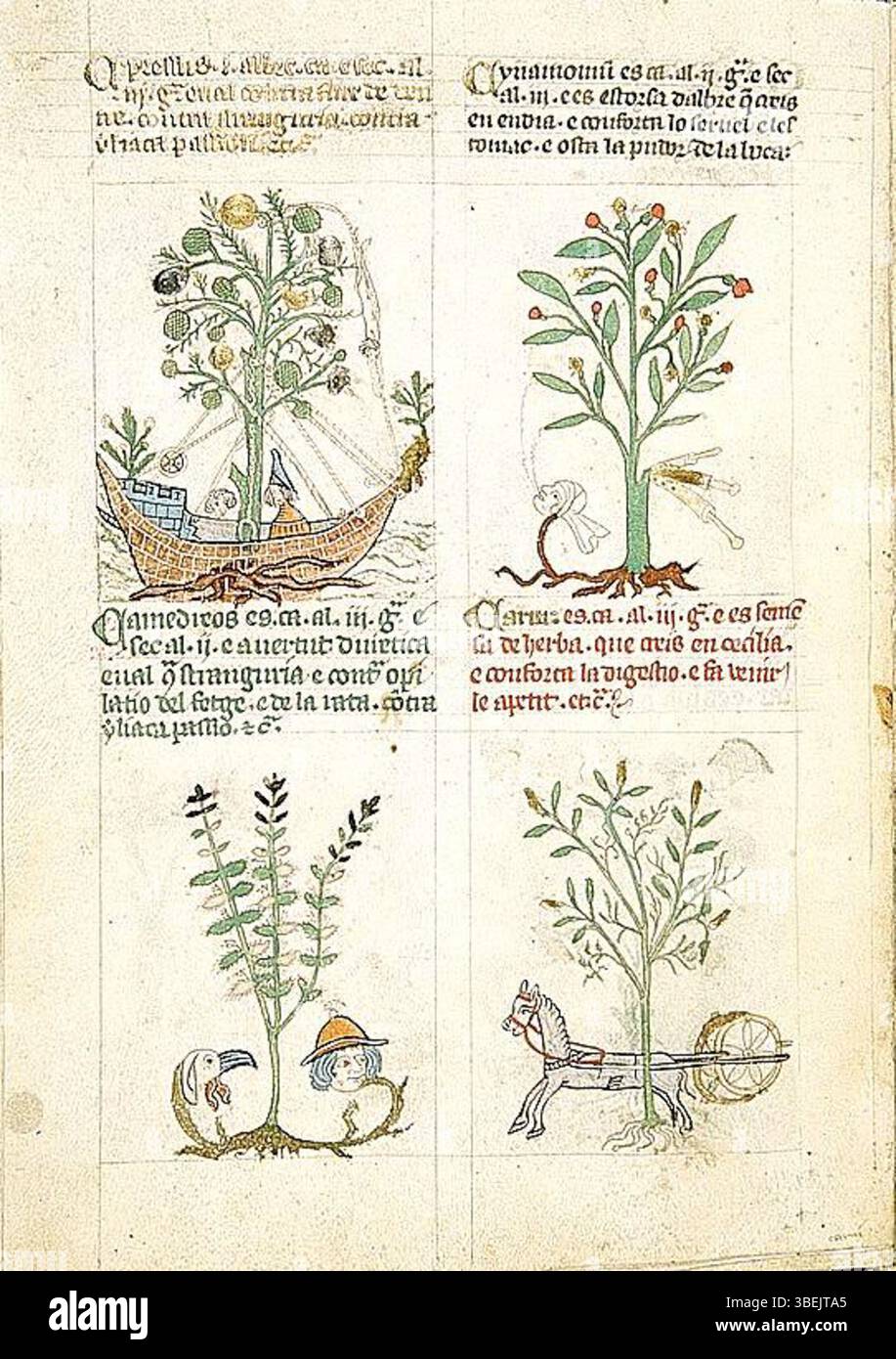 Codex palatinus florence hi-res stock photography and images - Alamy