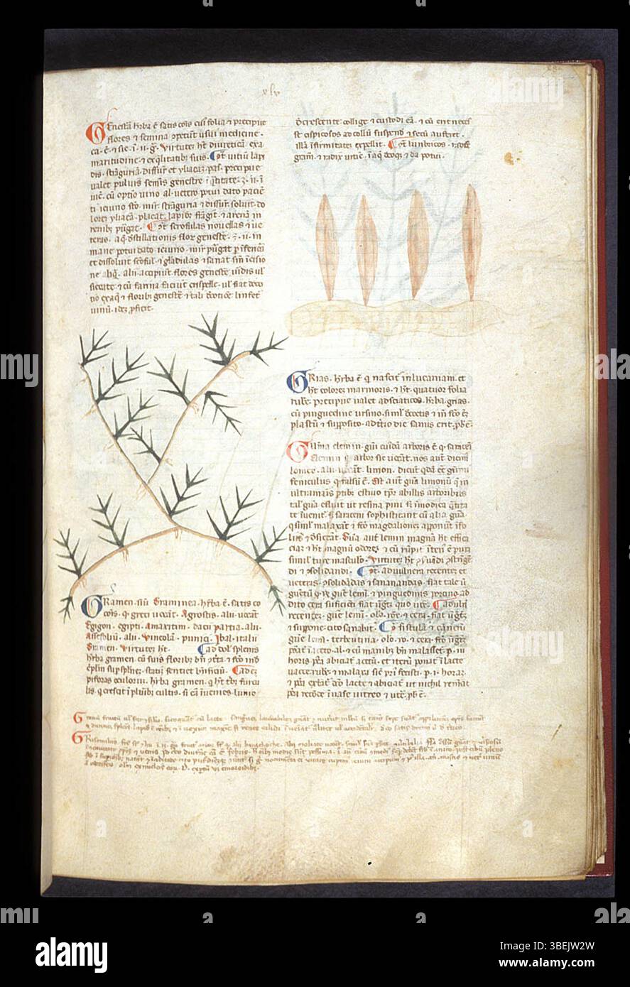 Folio 45 recto of BL Egerton MS 747 (1280–1350) showing dense Gothic ...