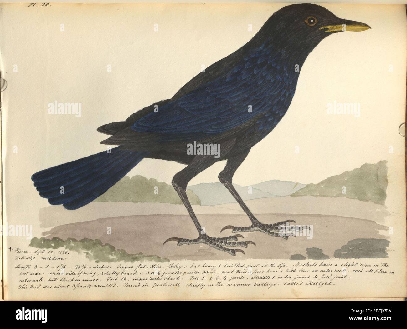 In this 1828 painting by Frederick John Shore, the Blue Whistling ...