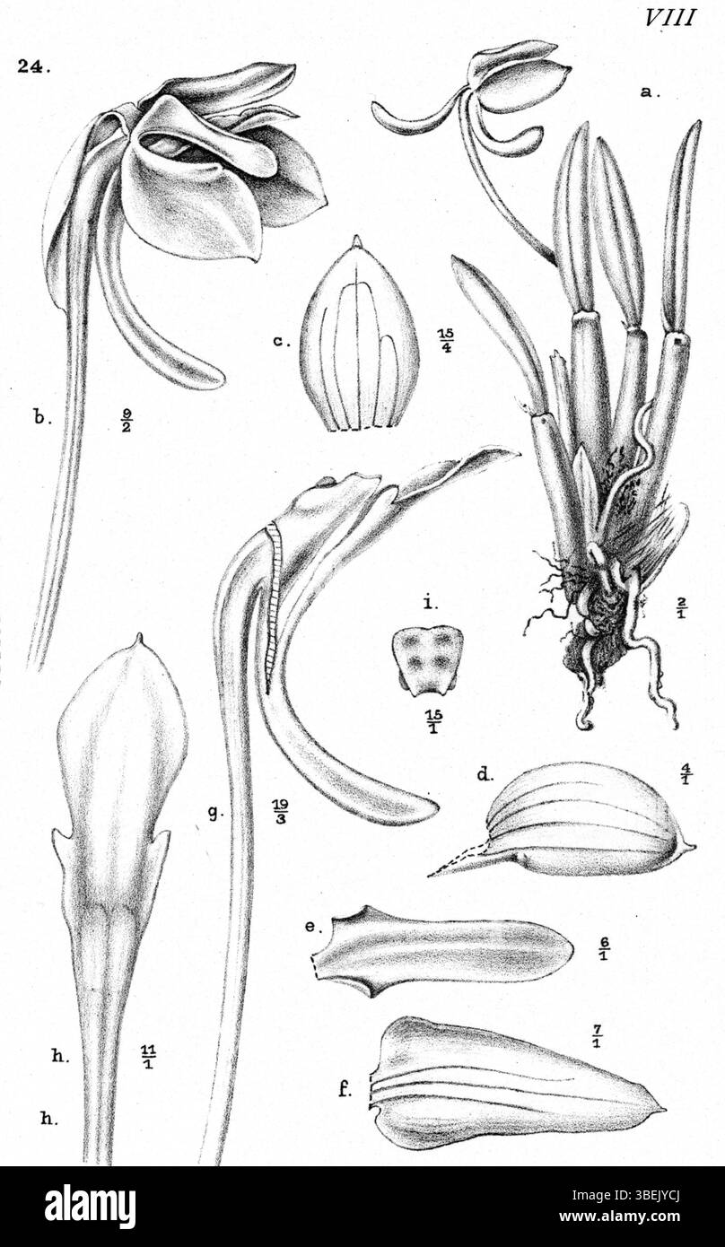 This 1913 illustration by Johannes Jacobus Smith depicts *Dendrobium ...