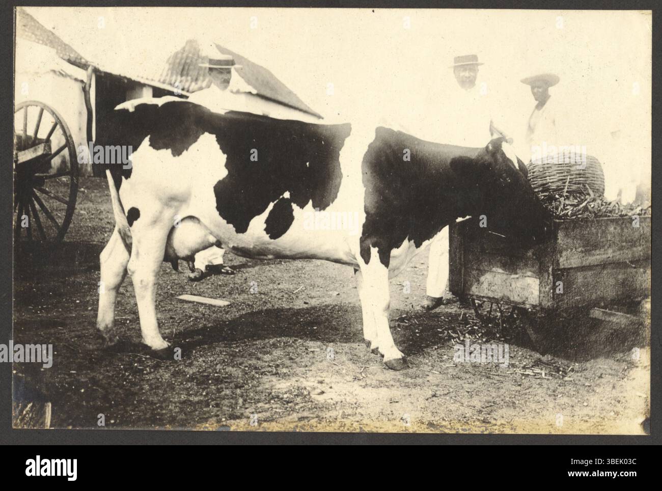 A photograph from between 1900 and 1920, depicting a dairy cow ...