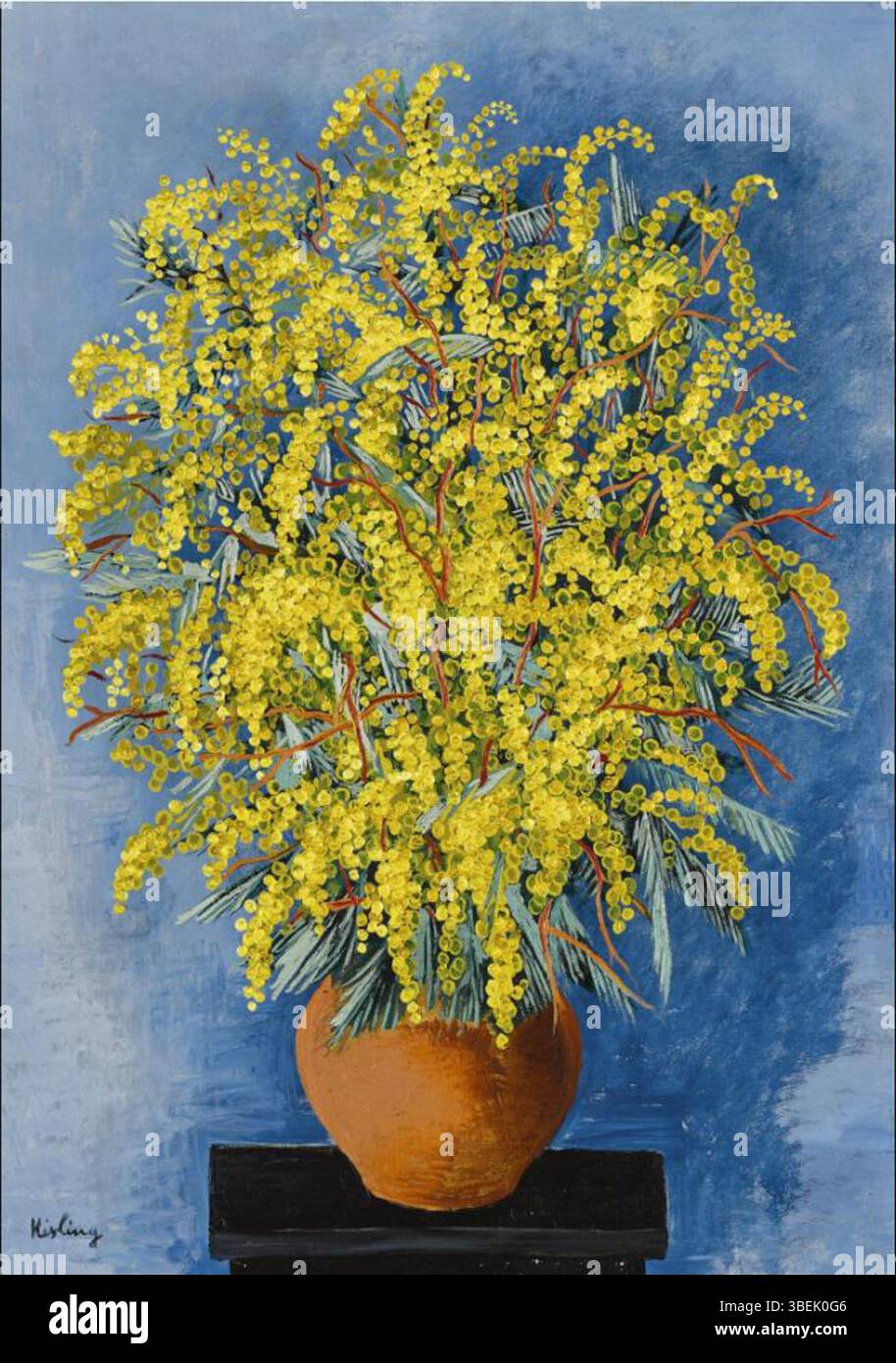 Vibrant mimosa flowers in full hi-res stock photography and images - Alamy