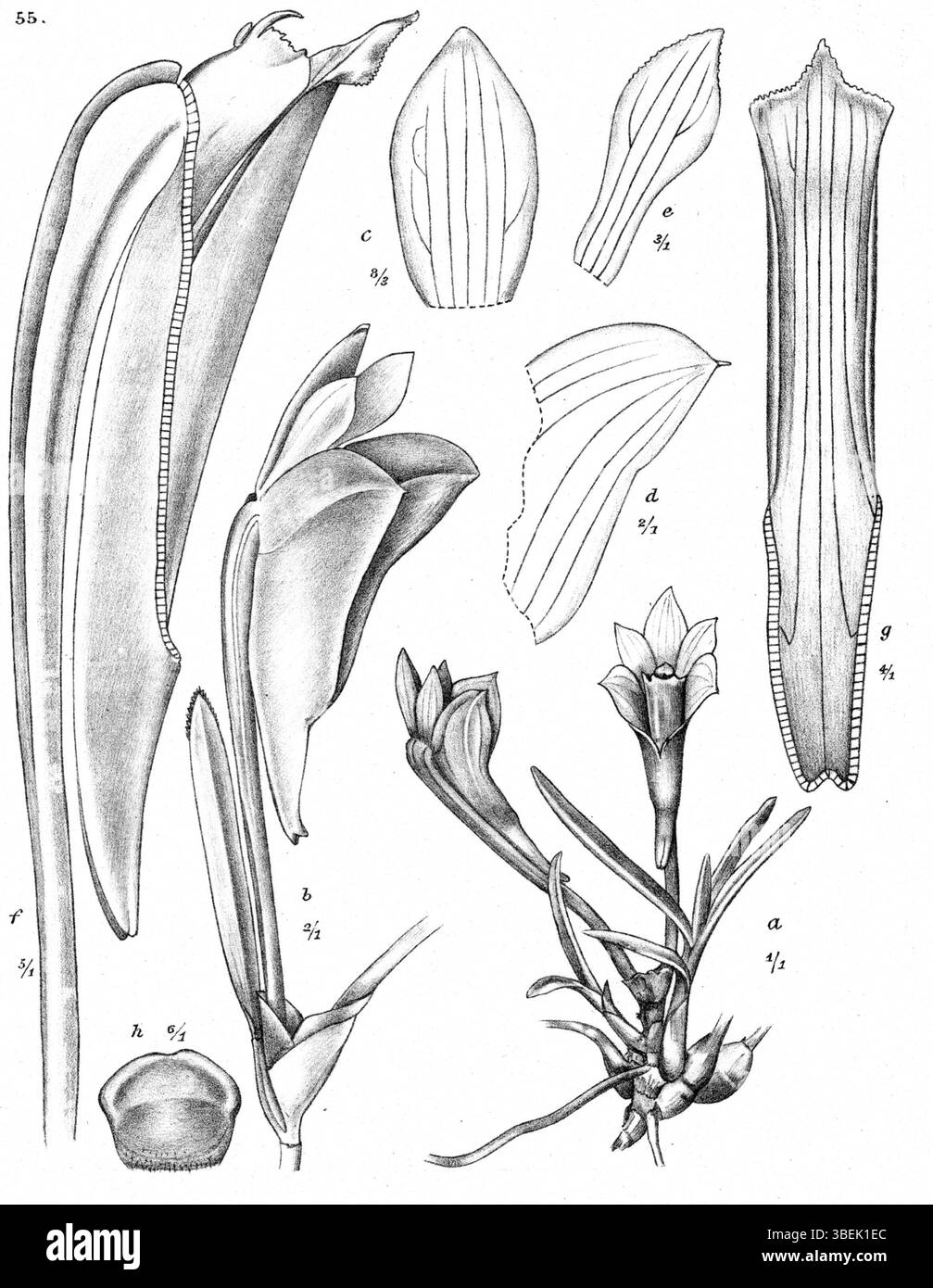This botanical illustration from 1913 by Johannes Jacobus Smith shows ...