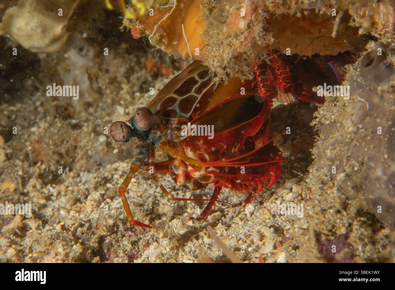 Mantis shrimp in the Sea of the Philippines Stock Photo - Alamy