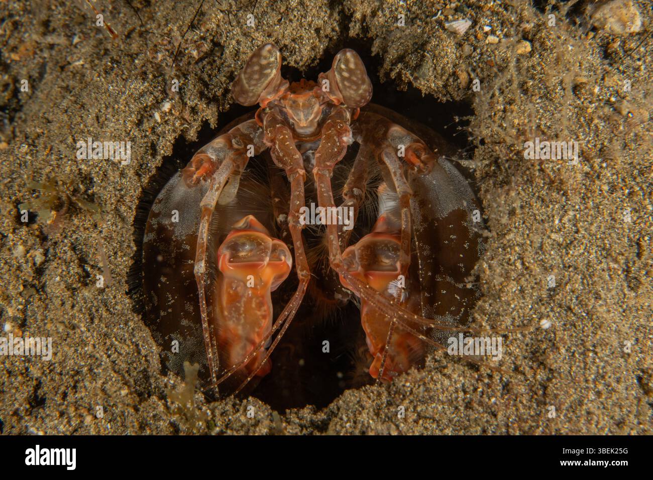 Mantis shrimp in the Sea of the Philippines Stock Photo - Alamy