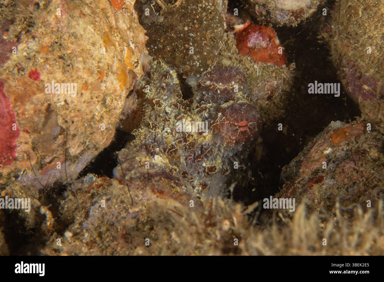 Mantis shrimp in the Sea of the Philippines Stock Photo - Alamy