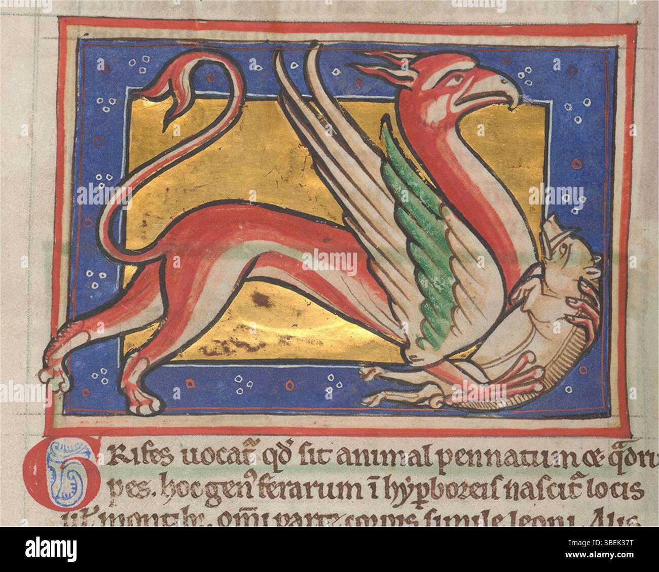 The *Griffin* illustration (circa 1185) from the Worksop Bestiary ...