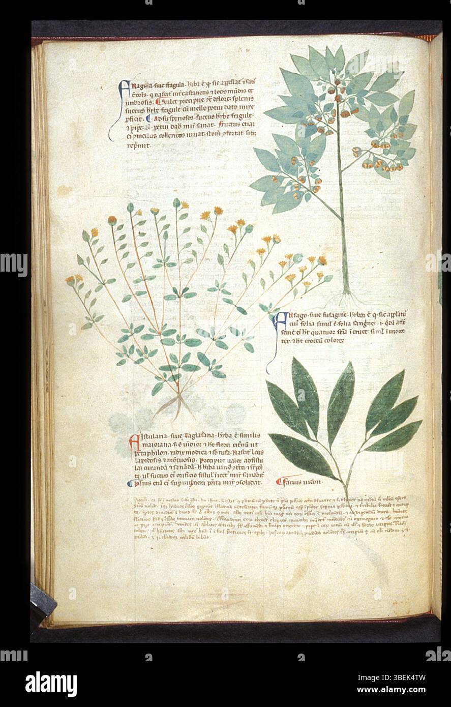 Folio f.040v of BL Egerton 747, dating from between 1280 and 1350, contains Gothic-style ...