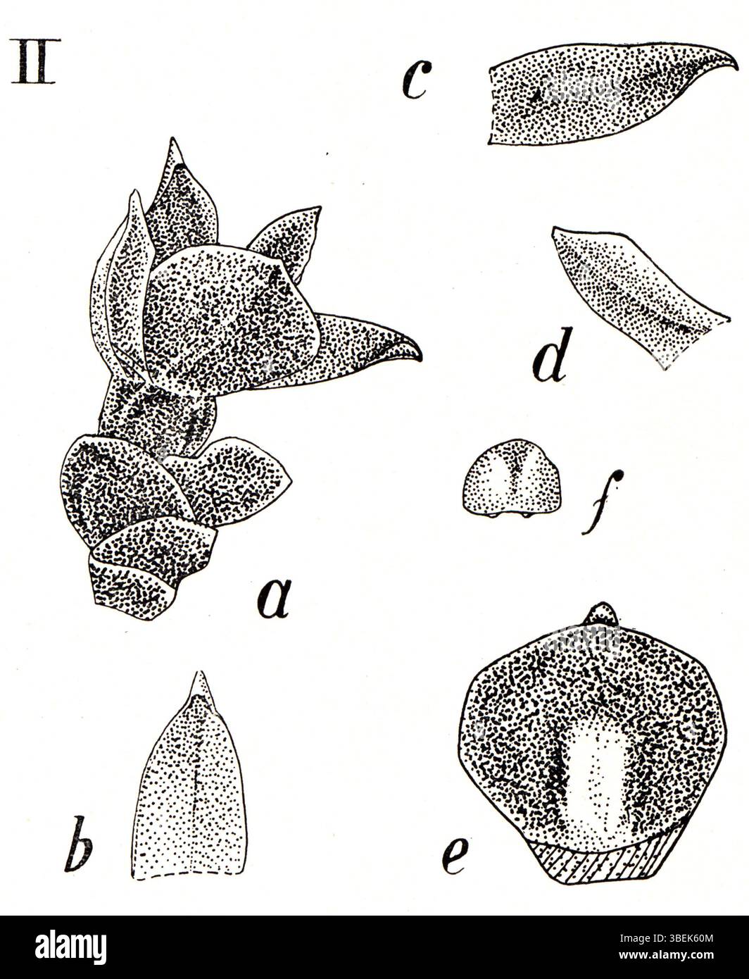 Adenoncos buruensis, shown in *Icones Orchidacearum Malayensium* (1938 ...