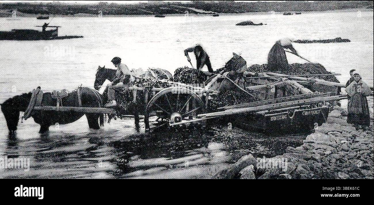 This circa 1930 photograph captures the goémoniers (seaweed harvesters ...