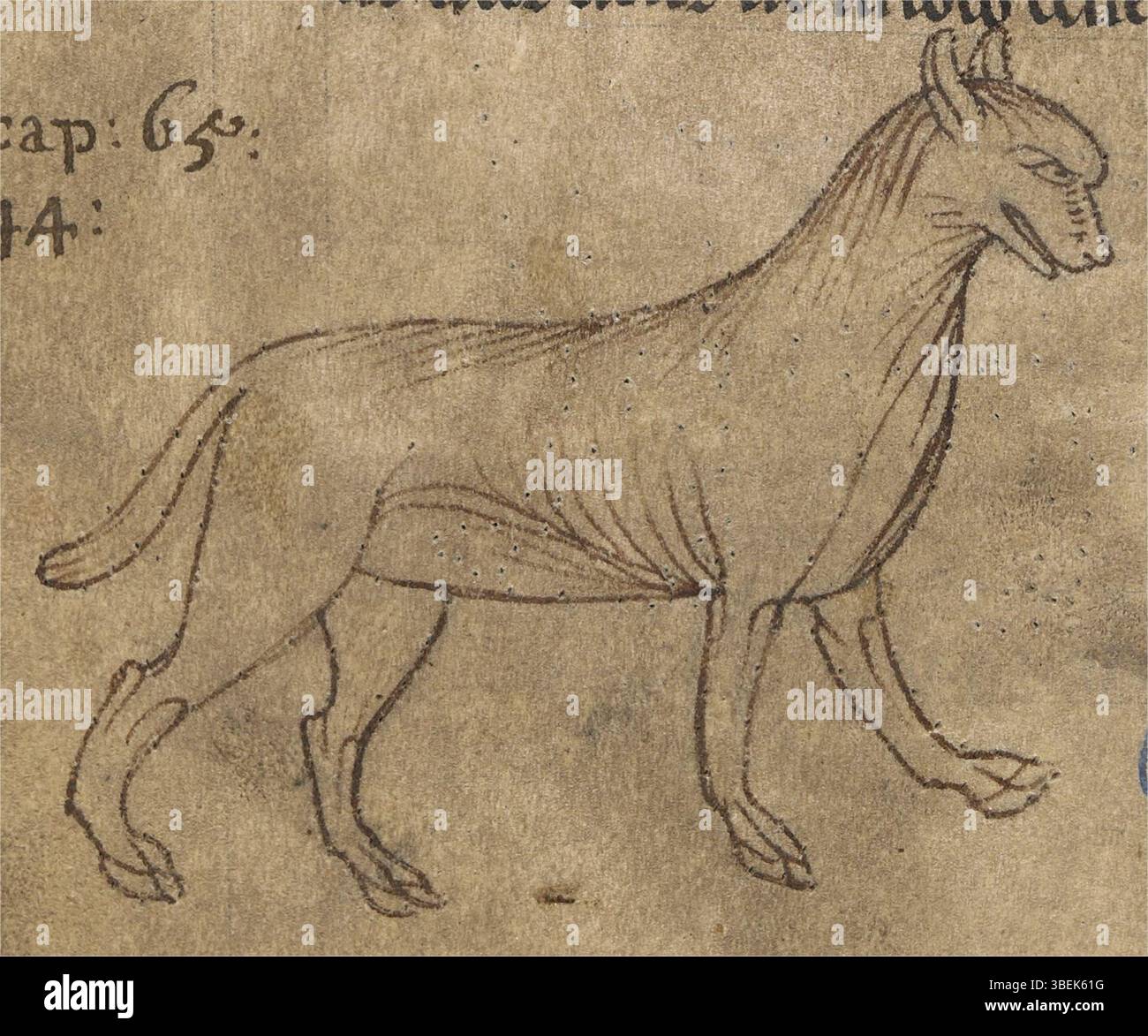 Medieval illustration of a leucrocotta, a mythical creature, from a ...
