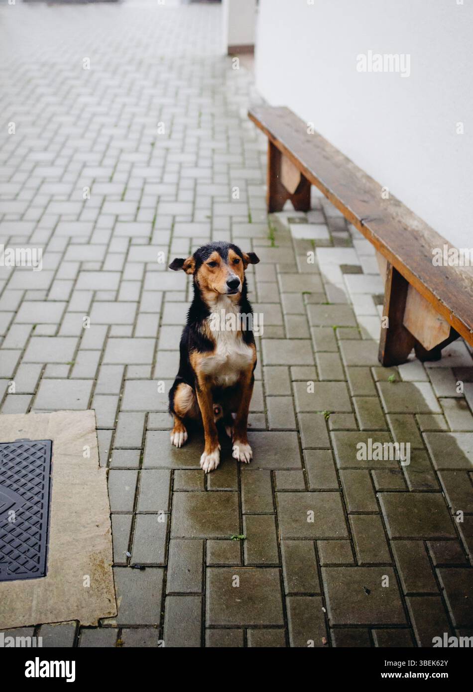 Wet stray dog standing alone on rain-soaked pavement in front of a ...