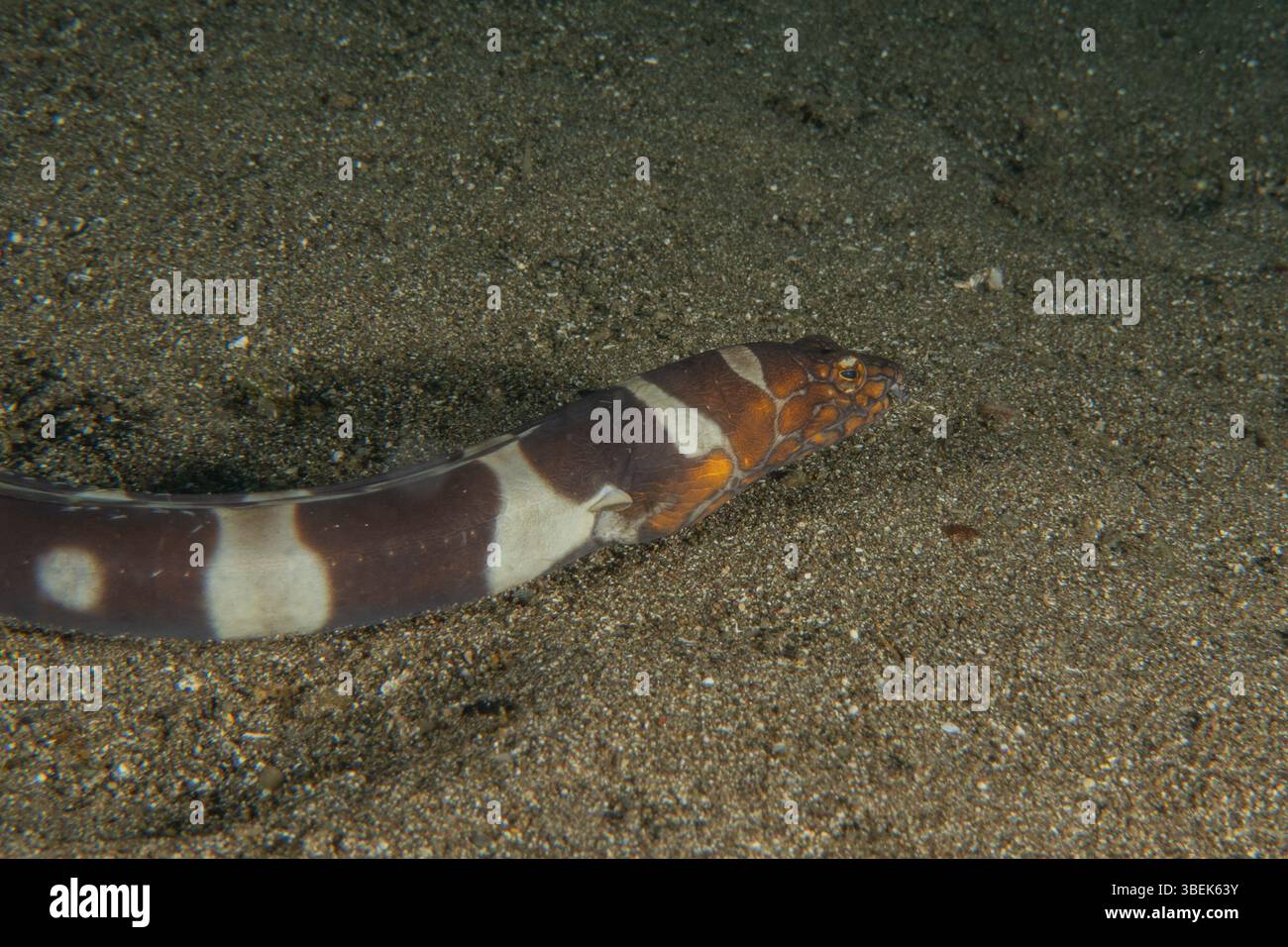 Moray eel Mooray lycodontis undulatus in the Sea of the Philippines ...