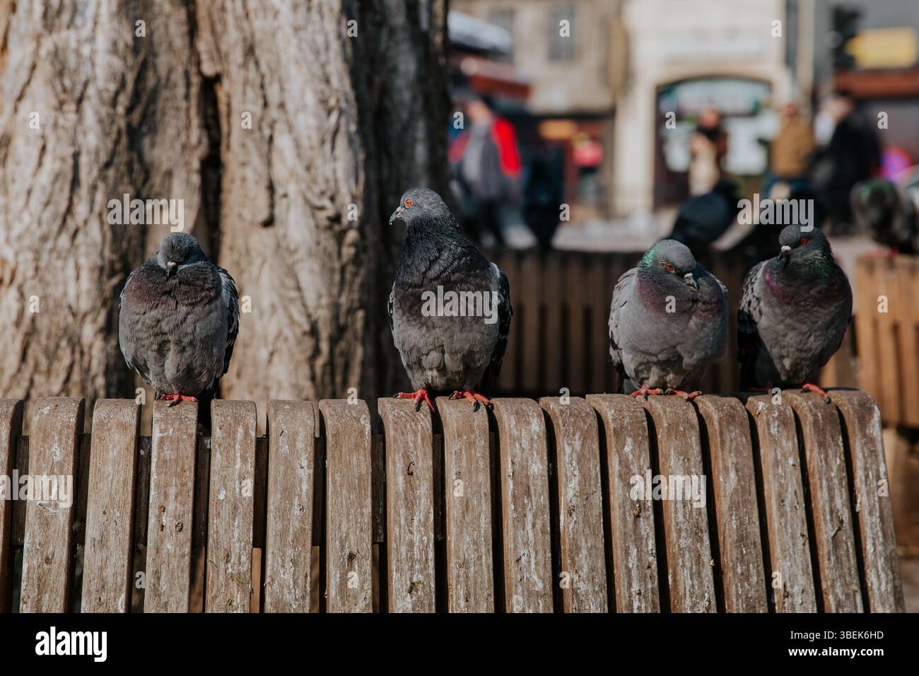 Sleek feathers catching hi-res stock photography and images - Alamy