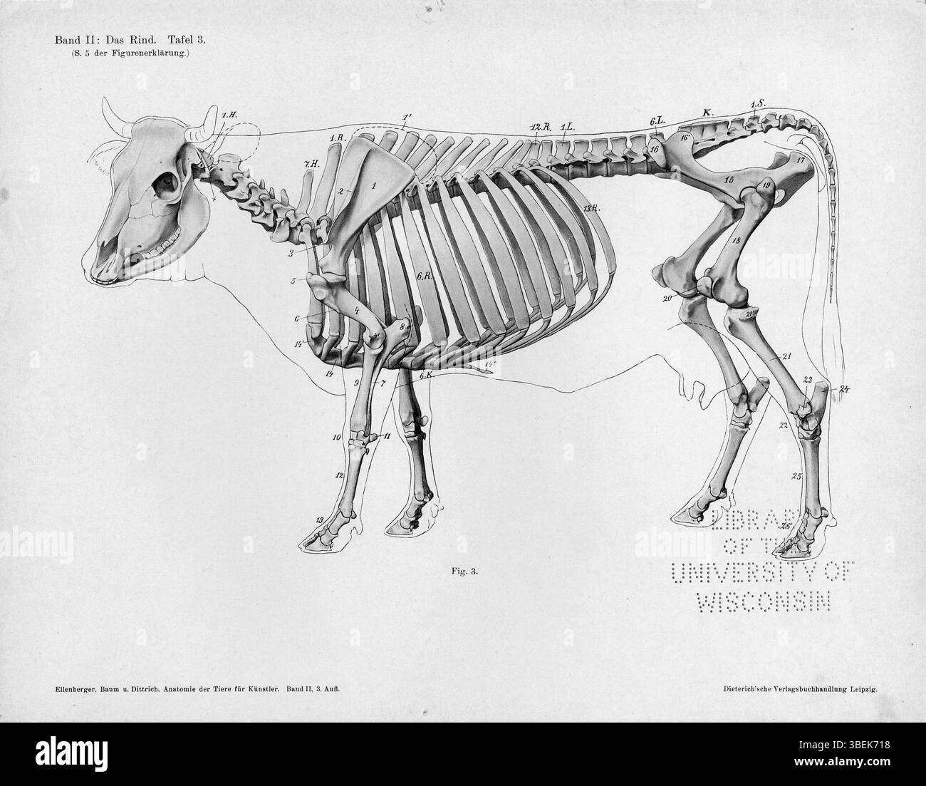 'Das Rind, Tafel 3' shows a lateral view of the cow's skeleton, with ...