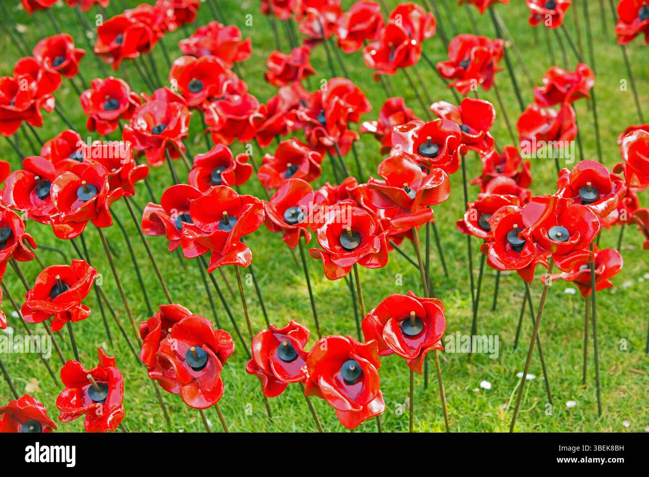 Close up view of a field of ceramic poppies on public display in ...