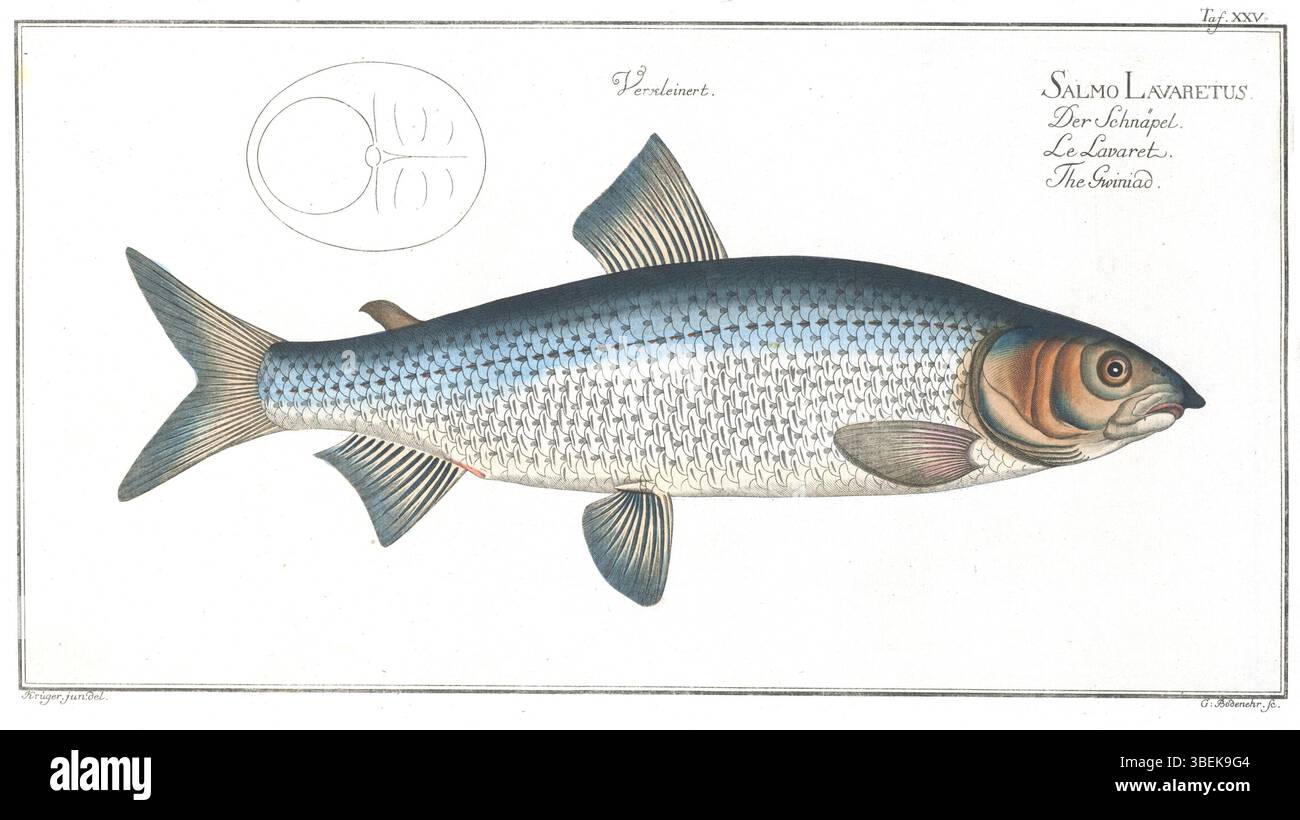 Featuring another fish Cut Out Stock Images & Pictures - Alamy