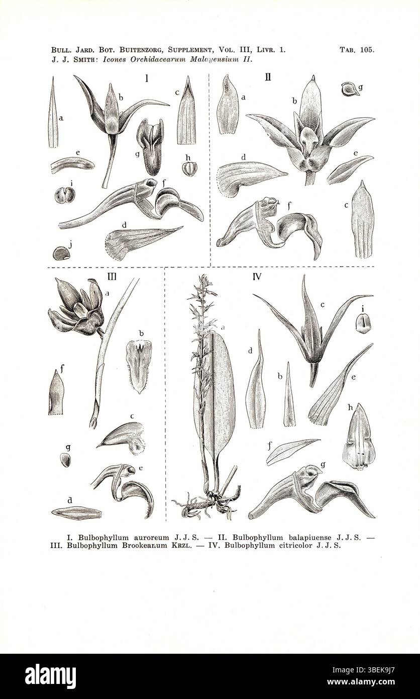 This 1938 illustration by Johannes Jacobus Smith features various ...