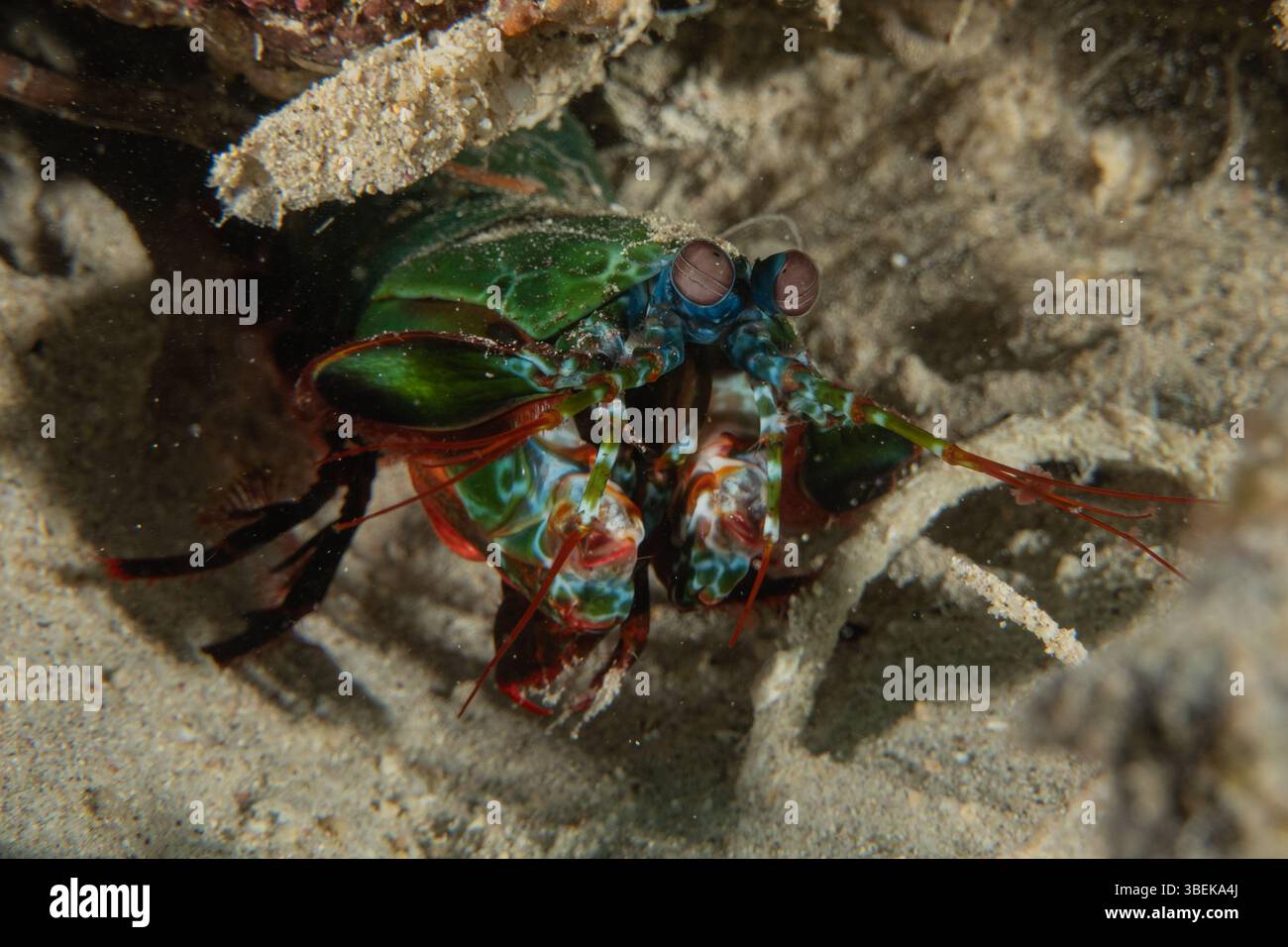 Mantis shrimp in the Sea of the Philippines Stock Photo - Alamy