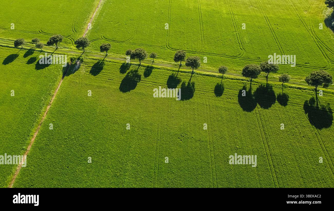 Pine Avenue near Lido di Dante, Ravenna, Italy Stock Photo - Alamy