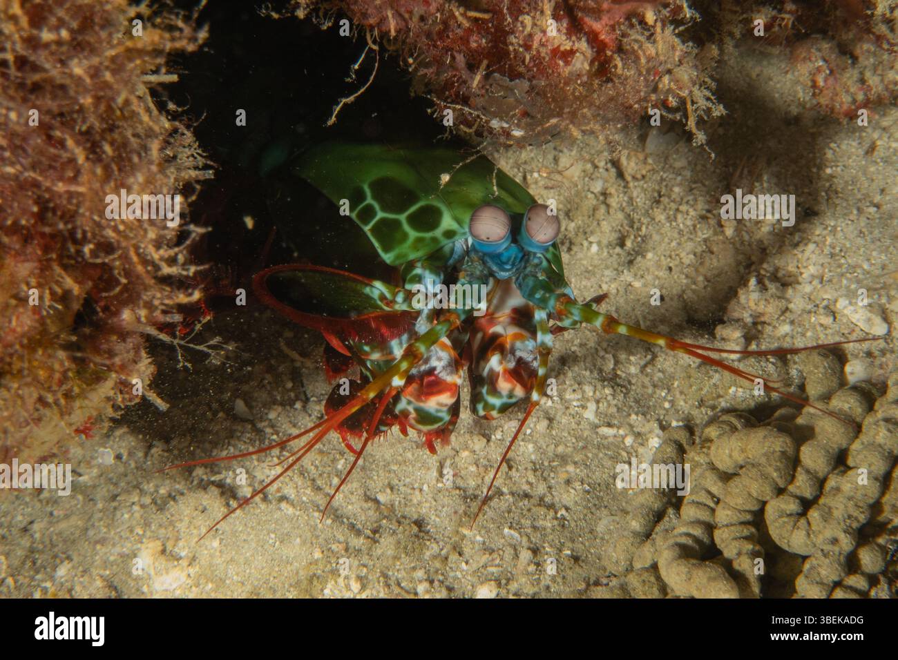 Mantis shrimp in the Sea of the Philippines Stock Photo - Alamy