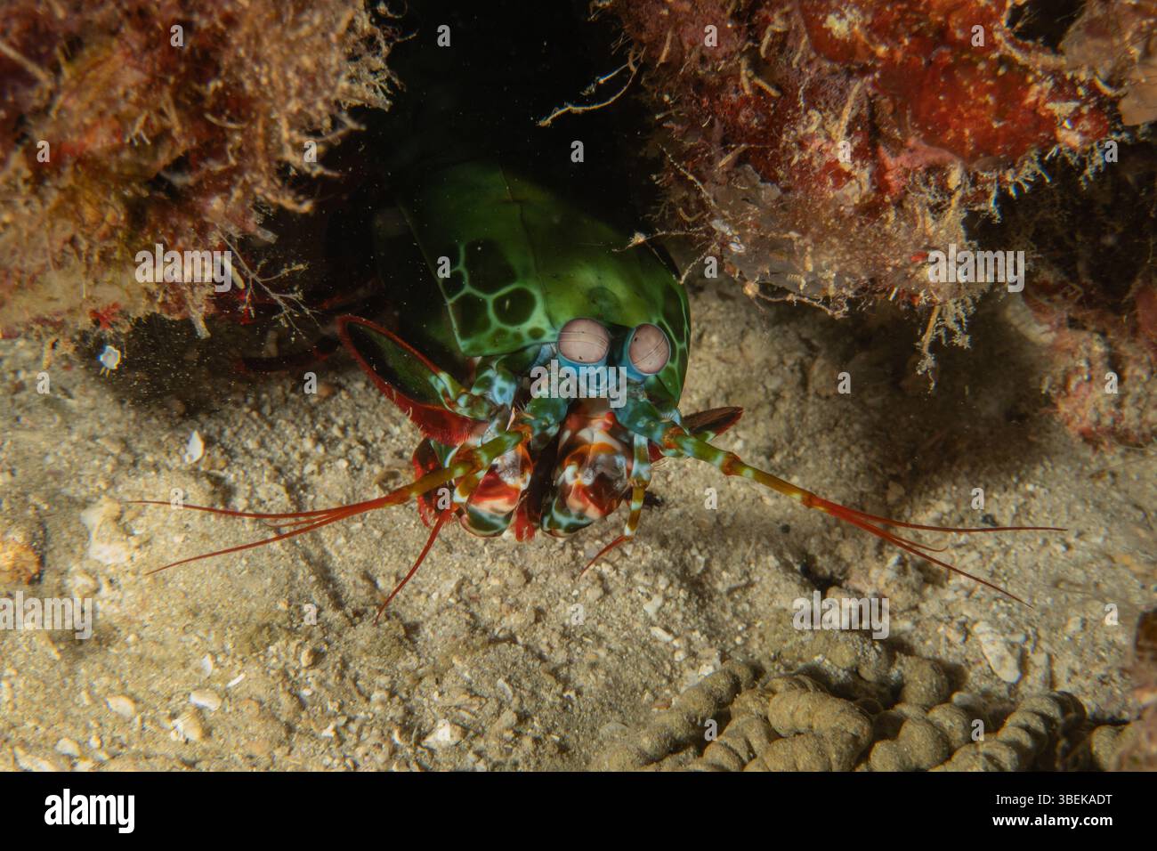 Mantis shrimp in the Sea of the Philippines Stock Photo - Alamy