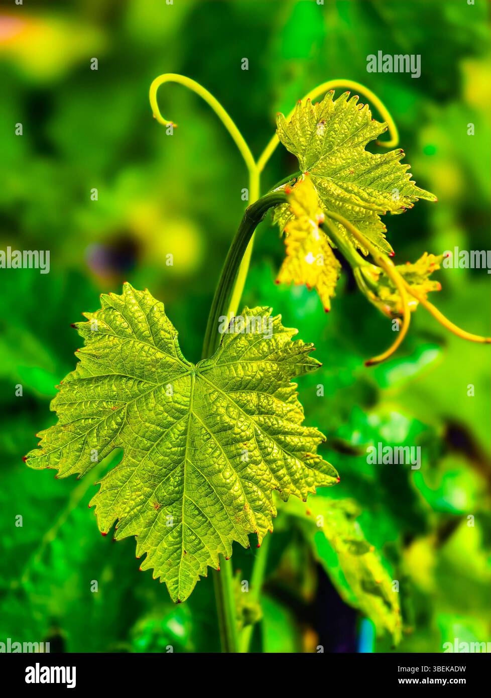 Delicate grapevine patterns hi-res stock photography and images - Alamy