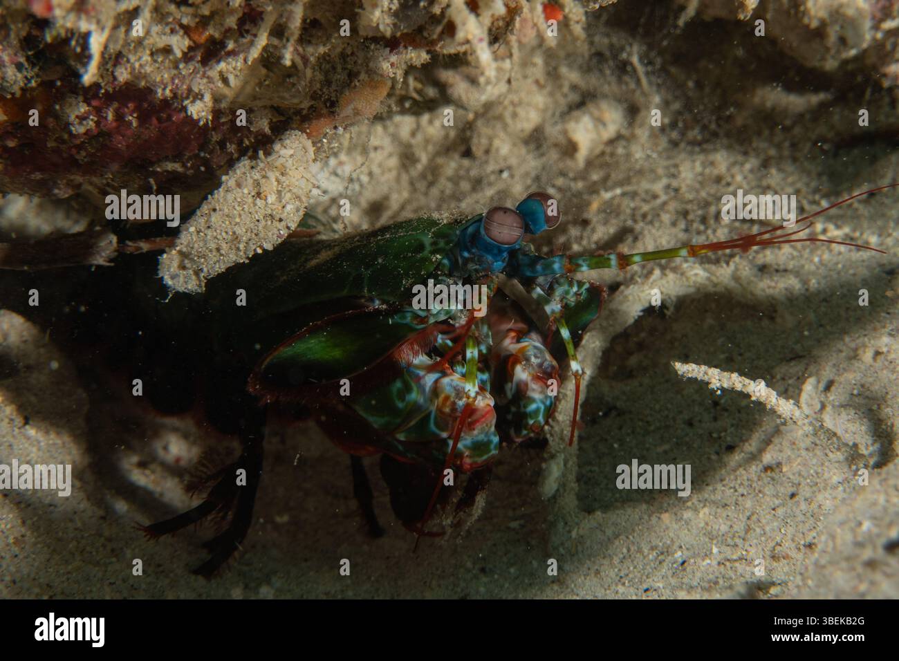 Mantis shrimp in the Sea of the Philippines Stock Photo - Alamy