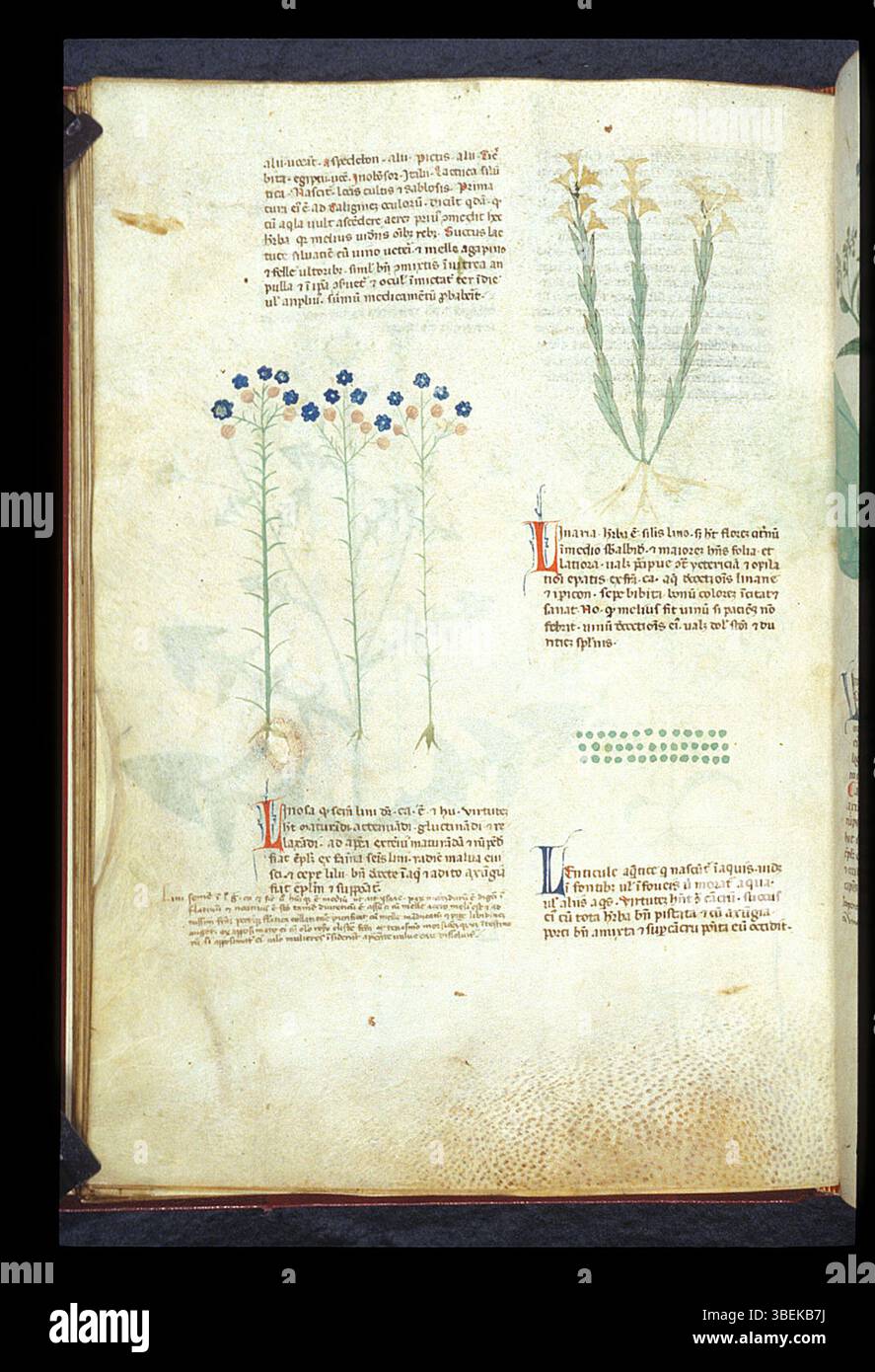 Folio f.056v of BL Egerton 747, created by Bartholomaeus Mini de Senis ...