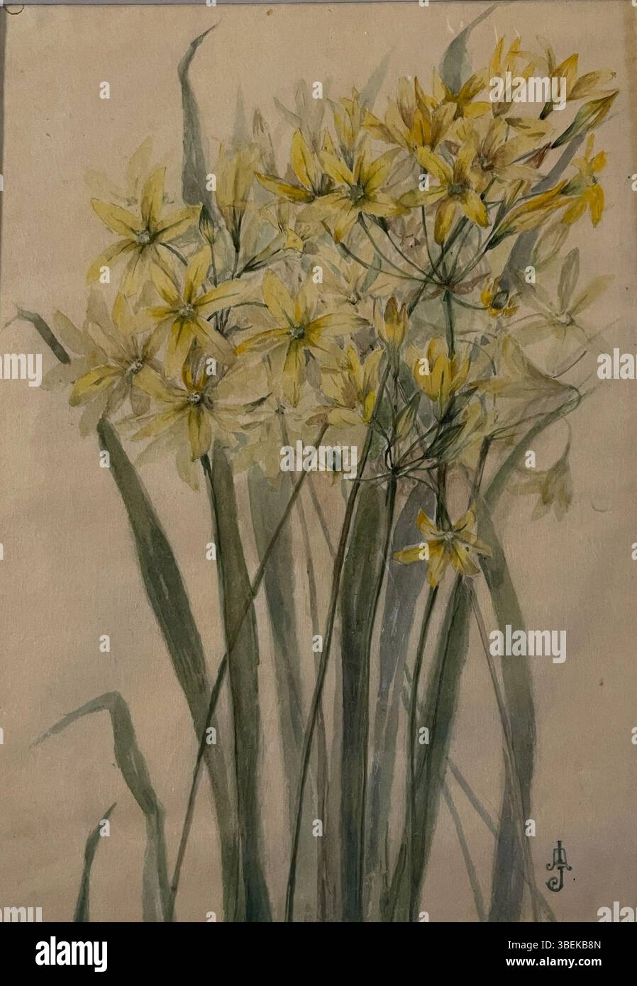 This artwork depicts the Brodiaea lily, painted circa 1927 by Ida A ...