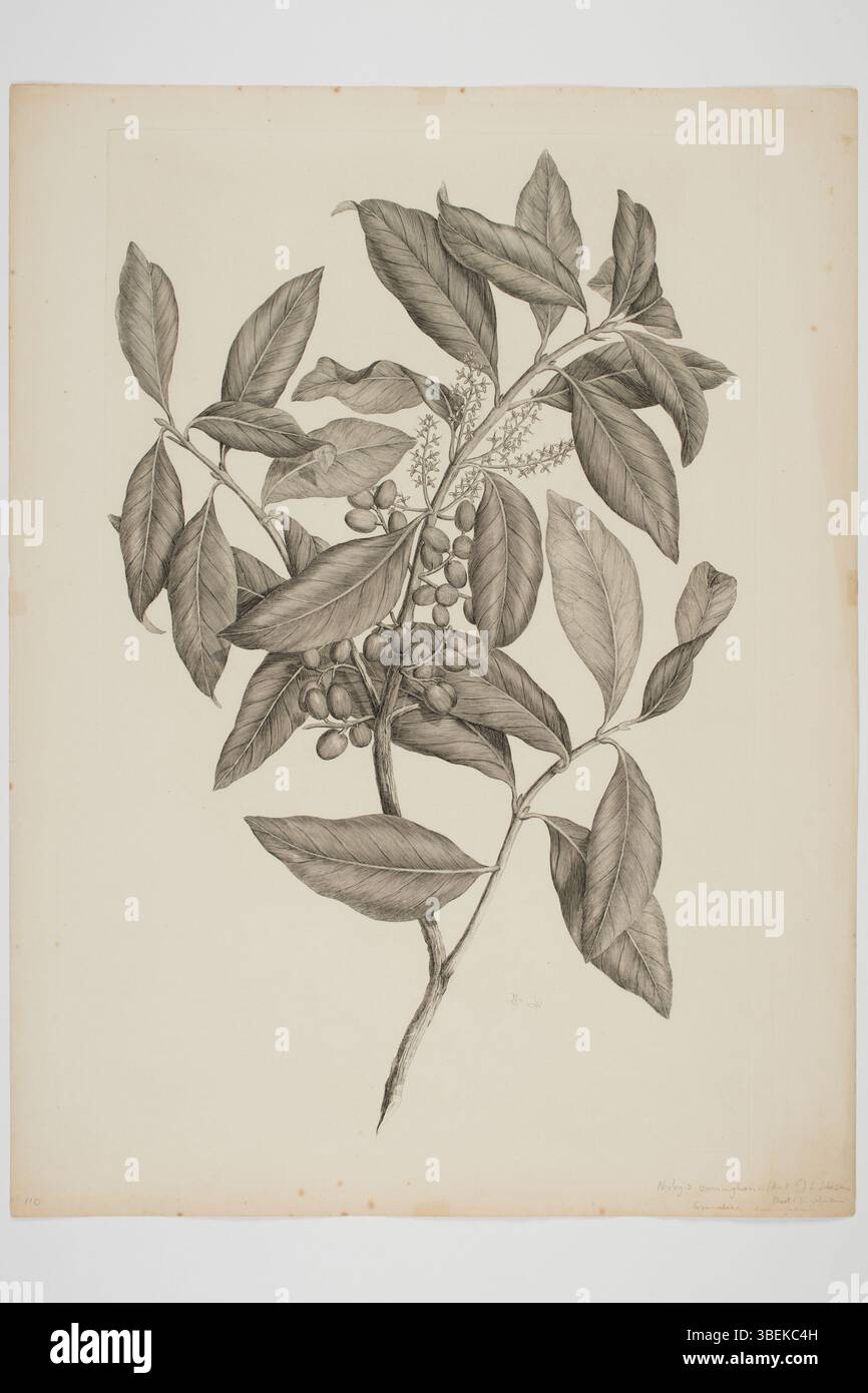 Nestegis apelata hi-res stock photography and images - Alamy