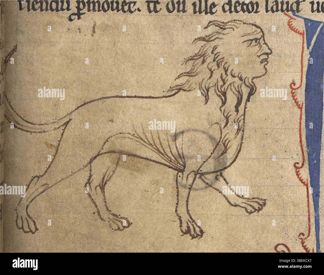 The 'manticore' (manticora) from a medieval bestiary (British Library ...