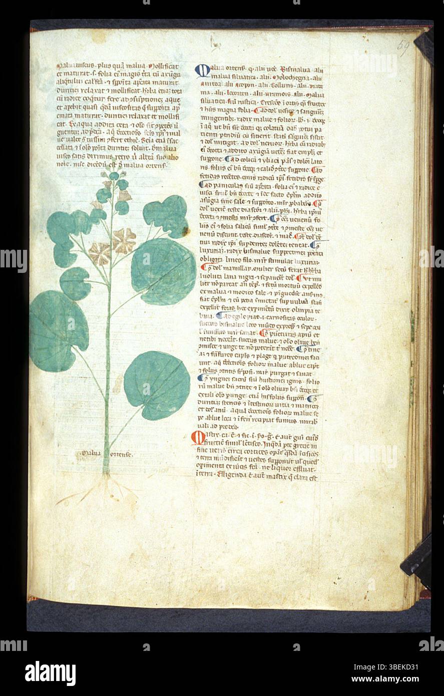 This page, f.059r from BL Egerton 747, contains medieval Latin ...