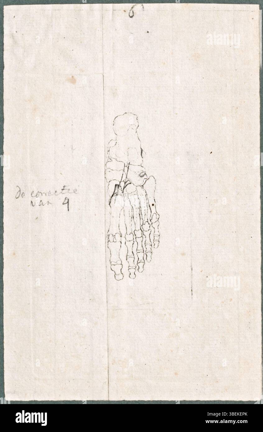 Anatomical drawing from the 18th century illustrating muscles of the ...