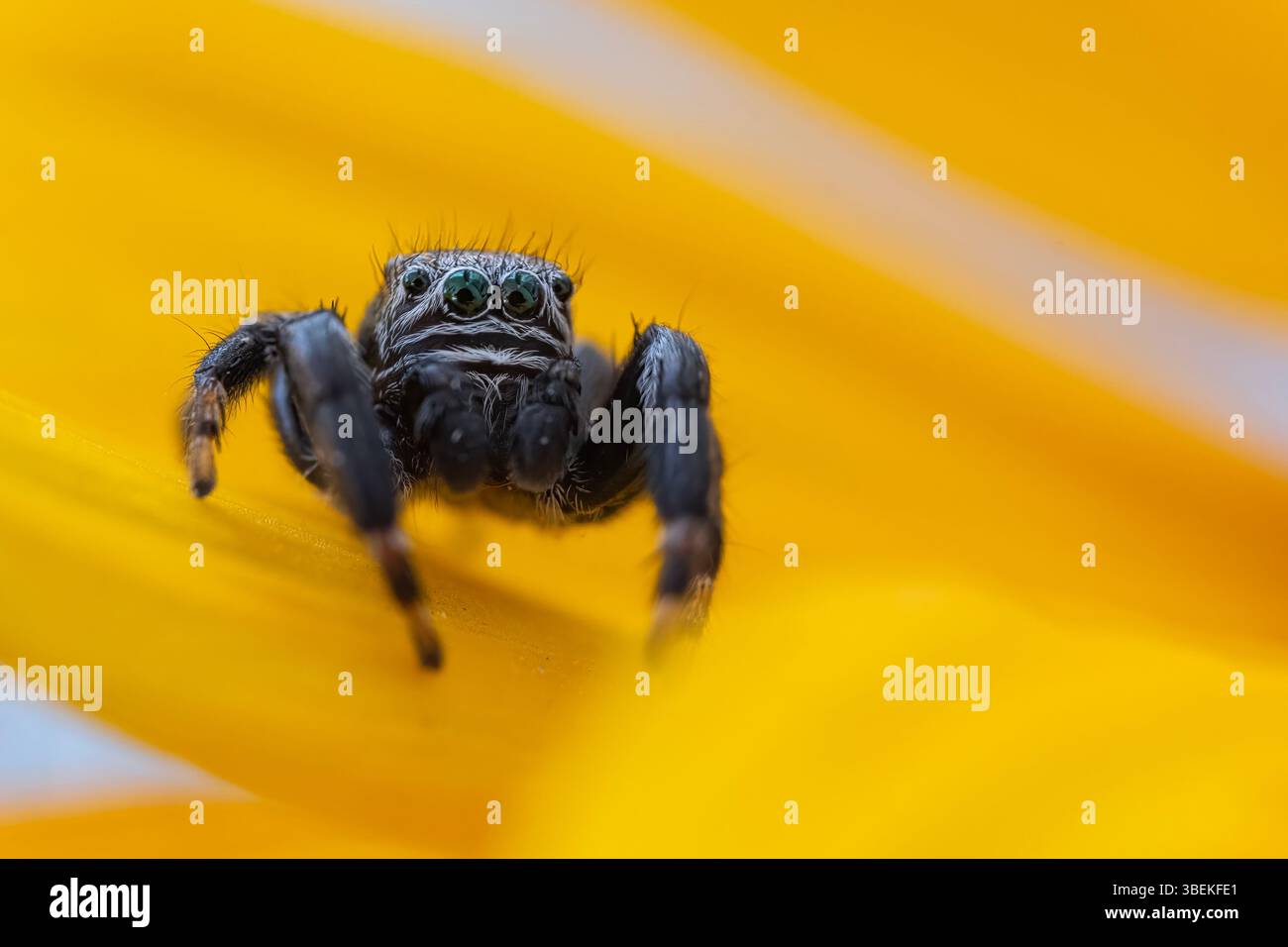 Maly swiat hi-res stock photography and images - Alamy