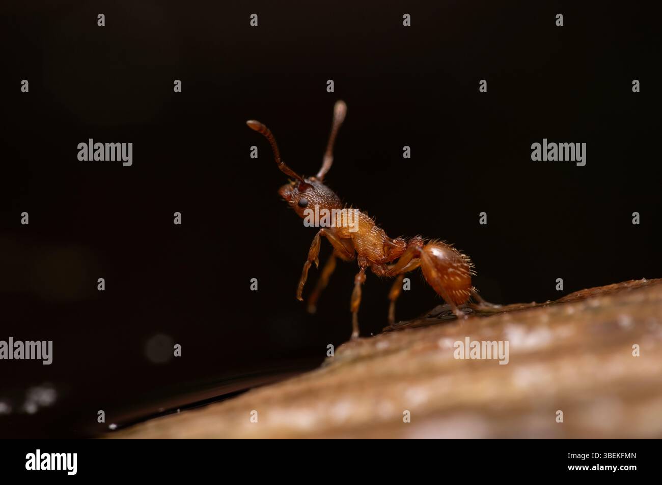 Myrmica scabrinodis – the underground warrior. The Myrmica ant is a ...