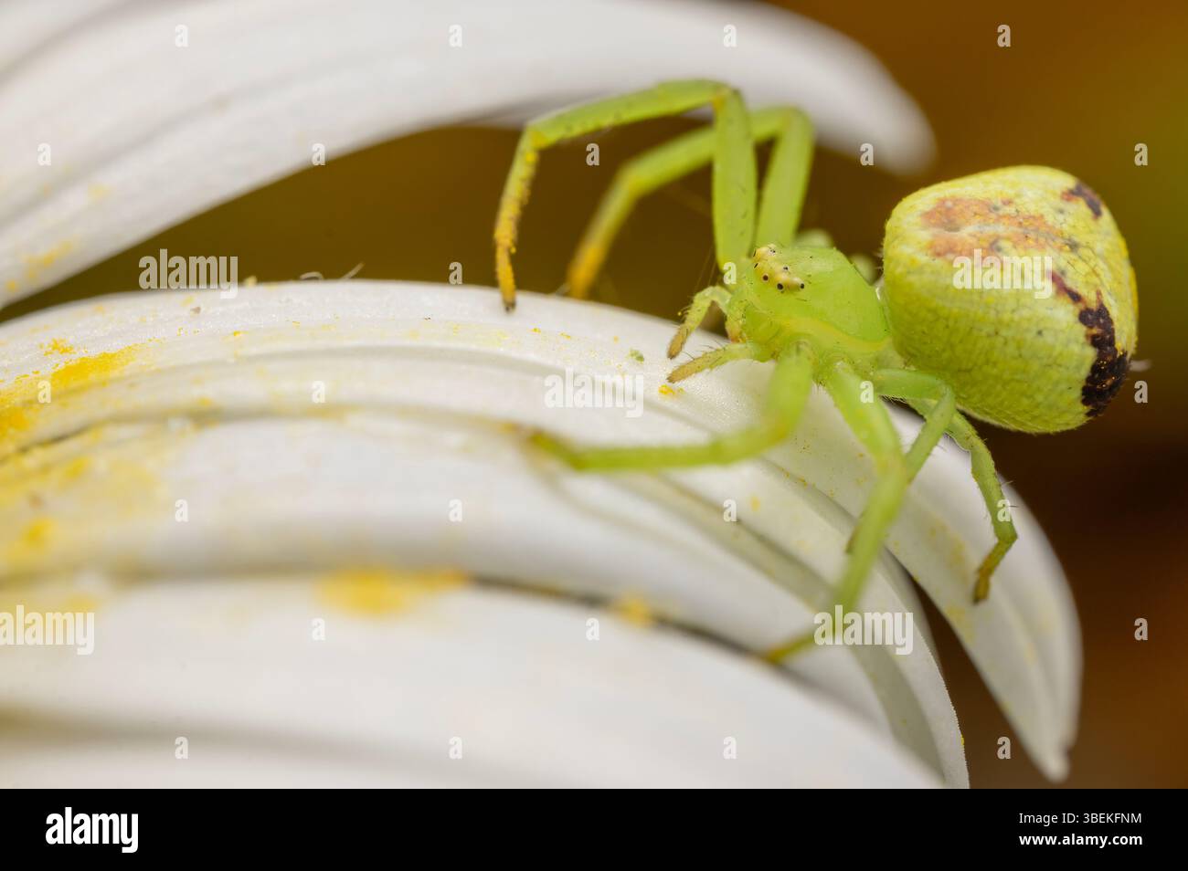 Green spider ebrechtella tricuspidata hi-res stock photography and ...