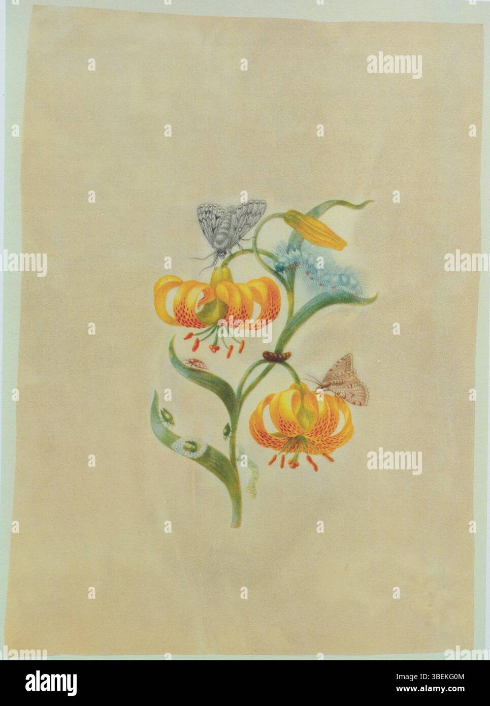 This watercolor and gouache painting by Dorothea Maria Merian (1705 ...