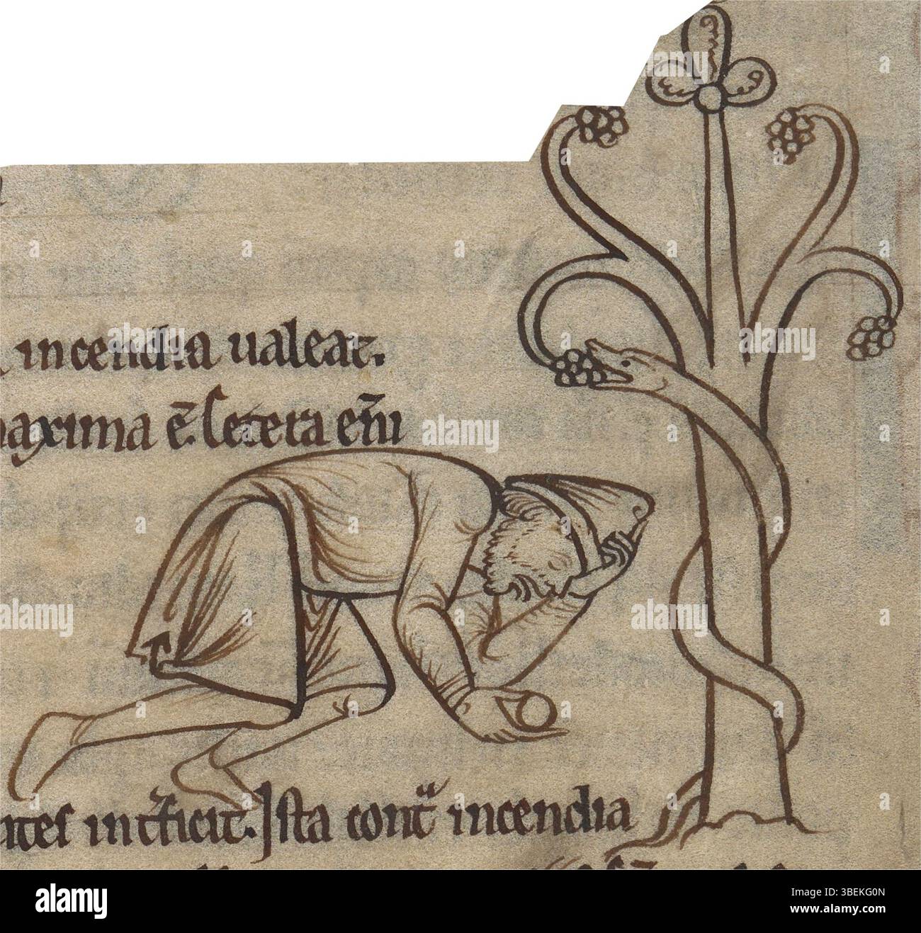 This illustration from a medieval bestiary shows a salamander, believed ...